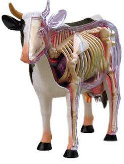 4D VISION Animal Dissection No. 03: Cow Anatomy Model (Re-run)