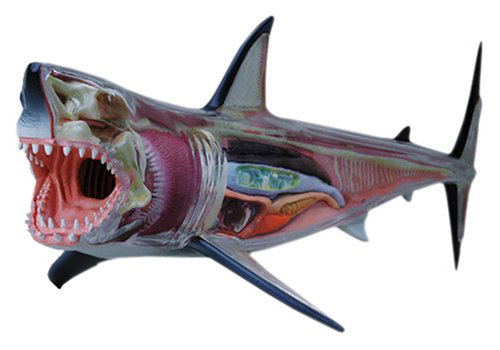 4D VISION Animal Dissection No. 02: Great White Shark Anatomy Model (Re ...