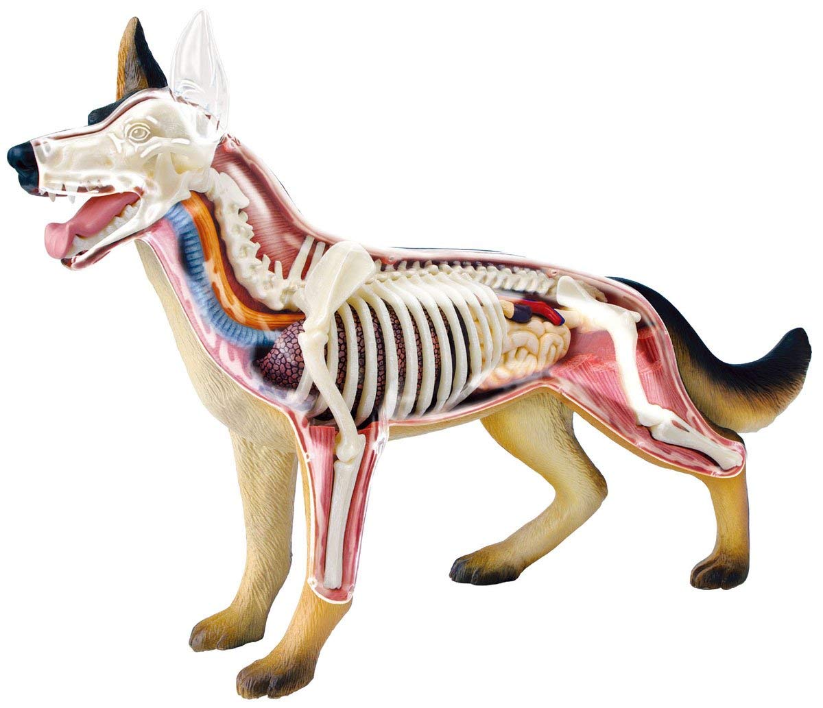4D VISION Animal Dissection No. 18: Dog Anatomy Model (Re-run)